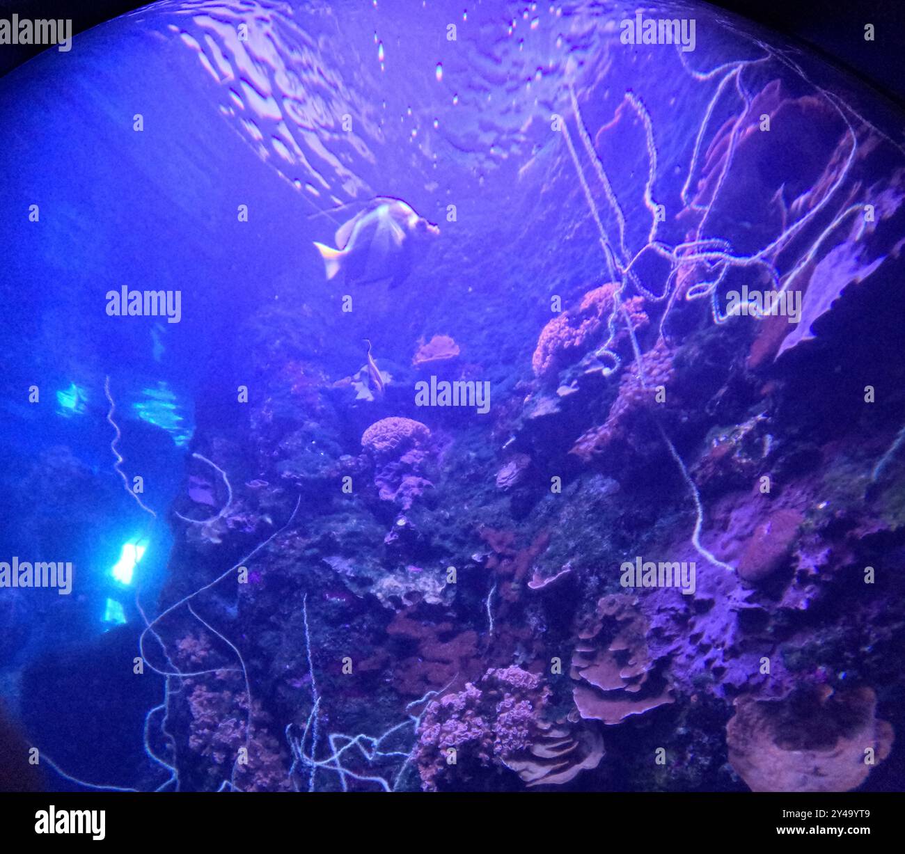 Maui Ocean Center, submarine life, fishes in the aquarium Stock Photo ...