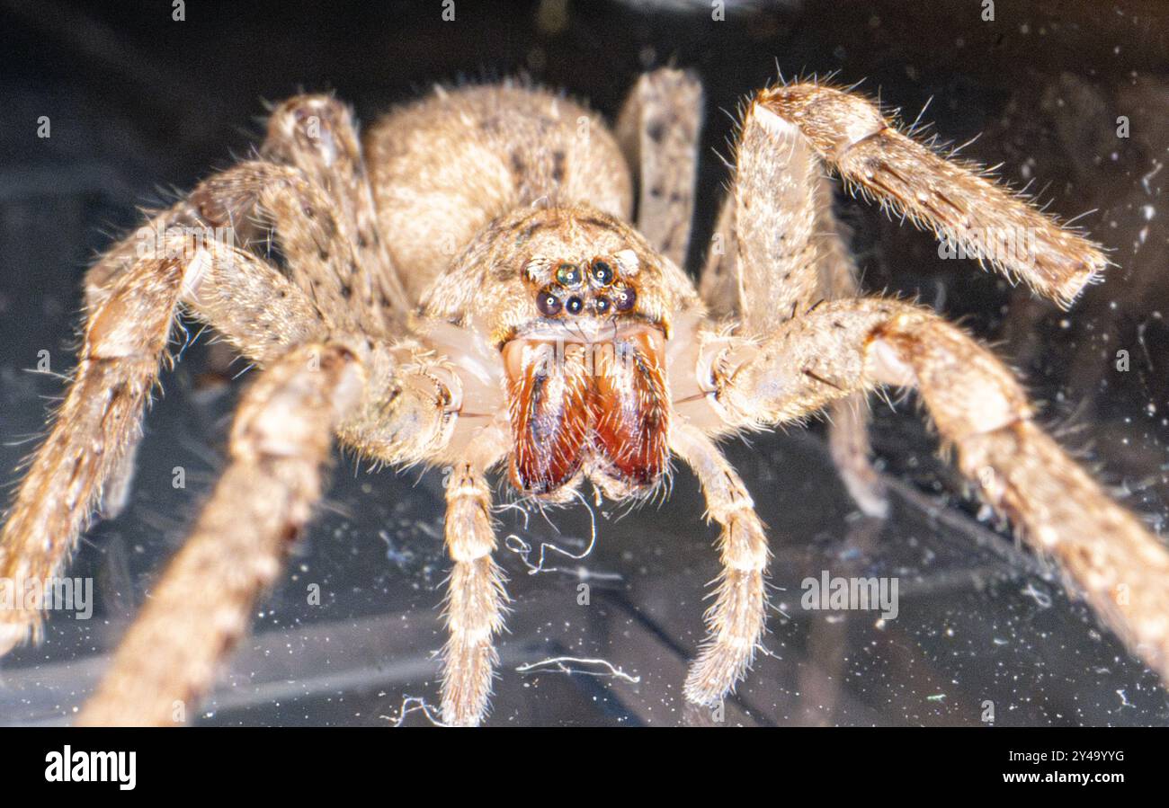 Bonn, Germany. 13th Sep, 2024. A Nosferatu spider is kept in a small ...