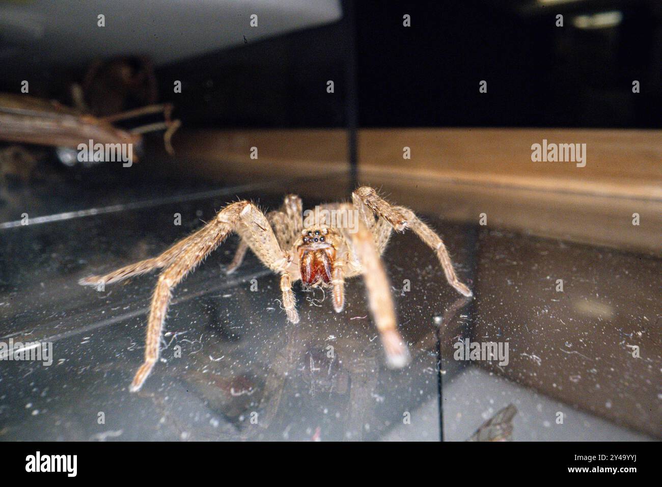 Bonn, Germany. 13th Sep, 2024. A Nosferatu spider is kept in a small ...