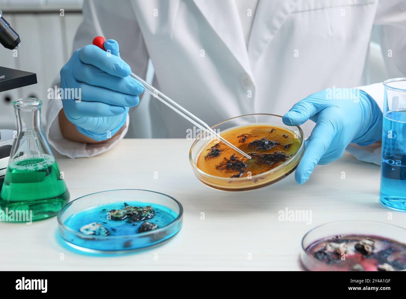 Laboratory worker taking sample with pipette from petri dish at white ...
