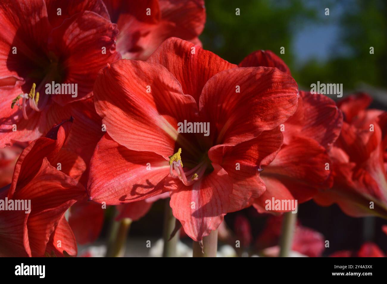 Bright Pink Amaryllis 'Pink Panther' on Display in the Borders at Keukenhof Tulip Gardens ...