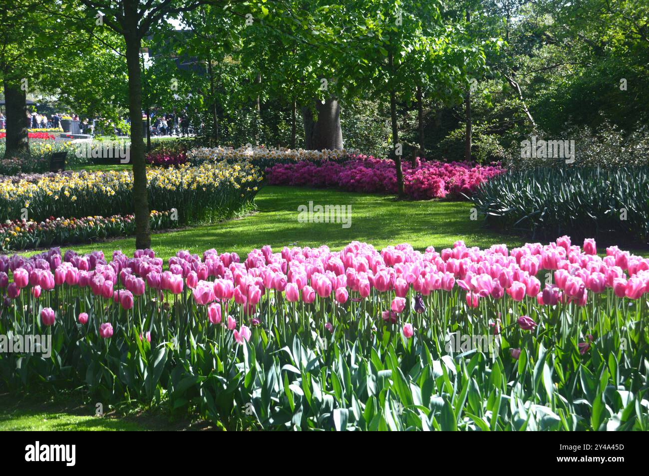 Beds and Borders of Colourful Tulips on Display by Grass Lawns at ...