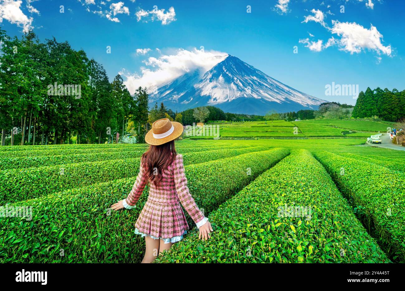 Tourist standing in green tea plantation in Shizuoka, Japan Stock Photo ...