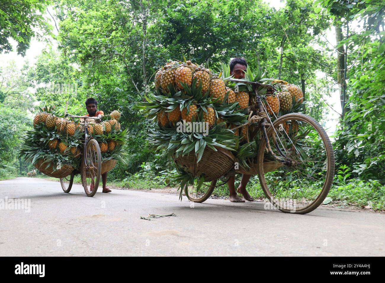 September 17, 2024, Madhupur, Tangail, Bangladesh: In Madhupur ...