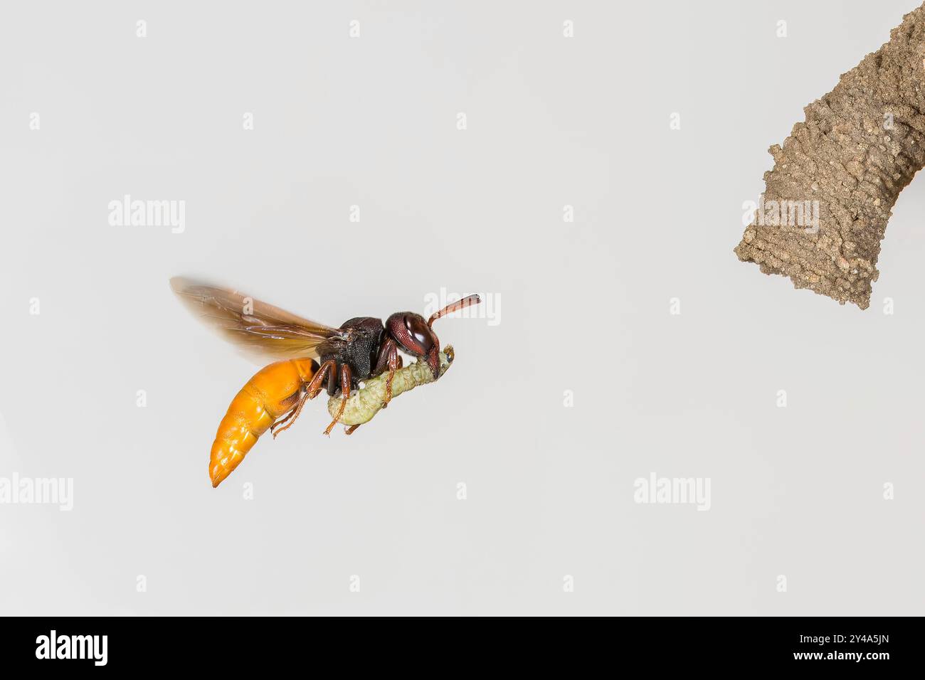 Paralyzed caterpillar hi-res stock photography and images - Alamy