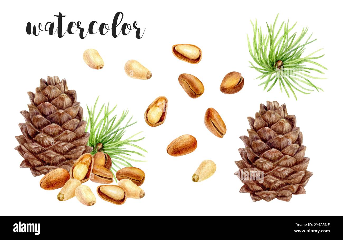 Hand-Painted Watercolor Pine Cone with Nuts and Needle Branch Botanical ...