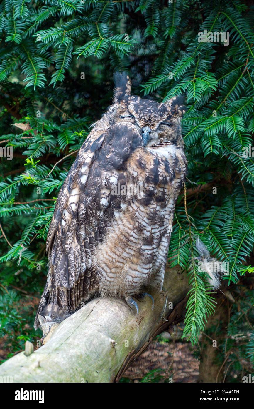 Sleeping,Eagle Owl,Elsham Park,Lincolnshire,England Stock Photo - Alamy