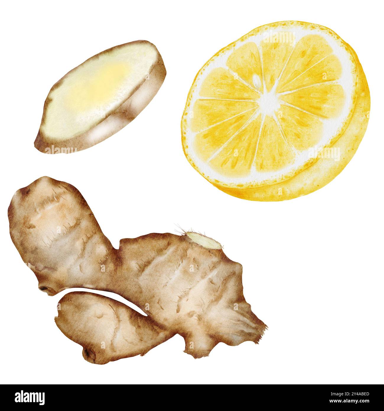 Lemon and ginger watercolor set. Hand drawn citrus and hot root on ...