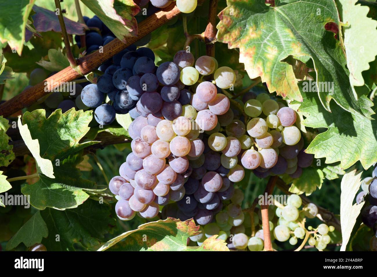 Kadarka Rotwein, Vitis vinifera, ist ein Wein der hauptsaechlich in ...