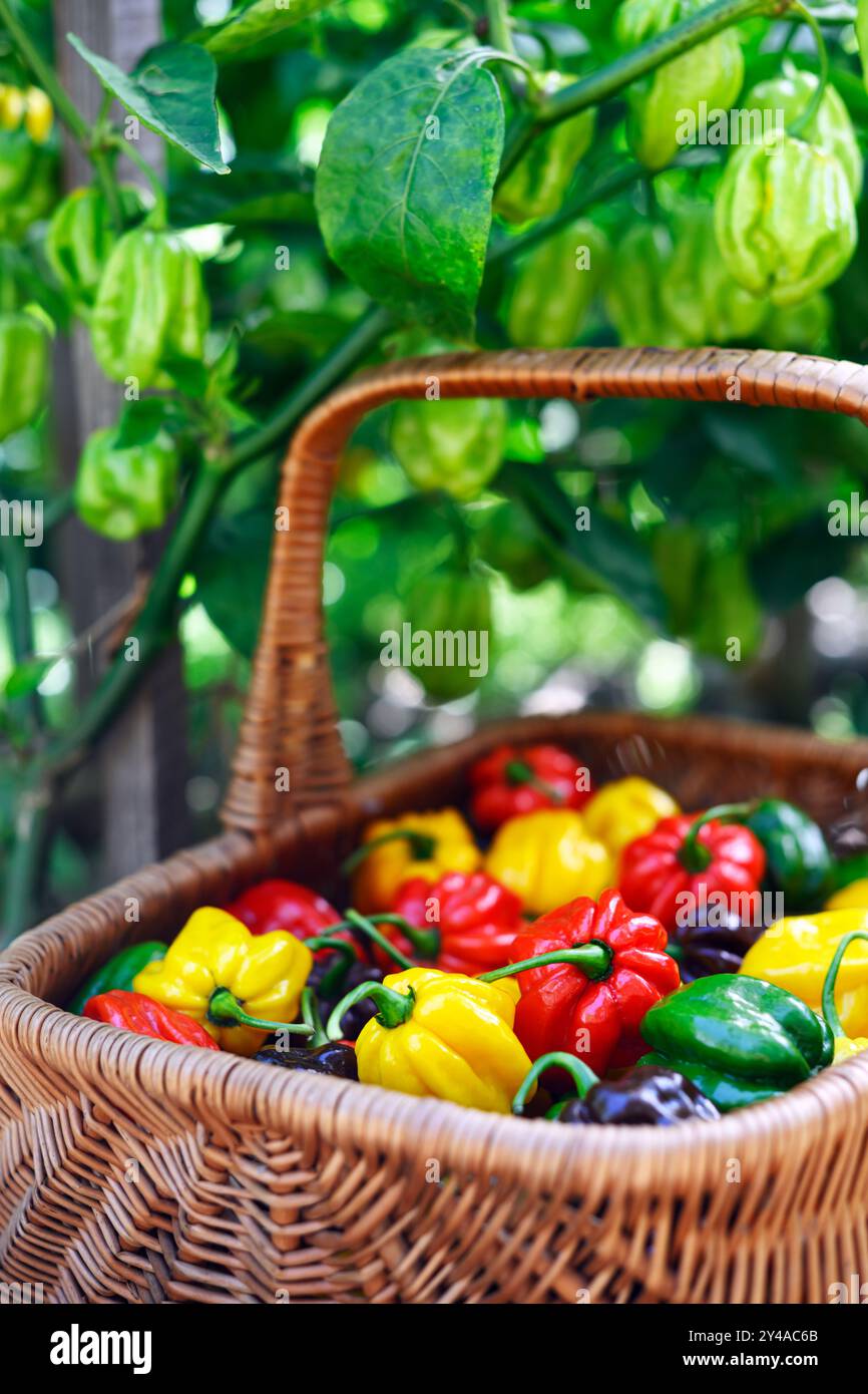 Ripened multi-colored habanero peppers (capsicum chinense) in wicker ...