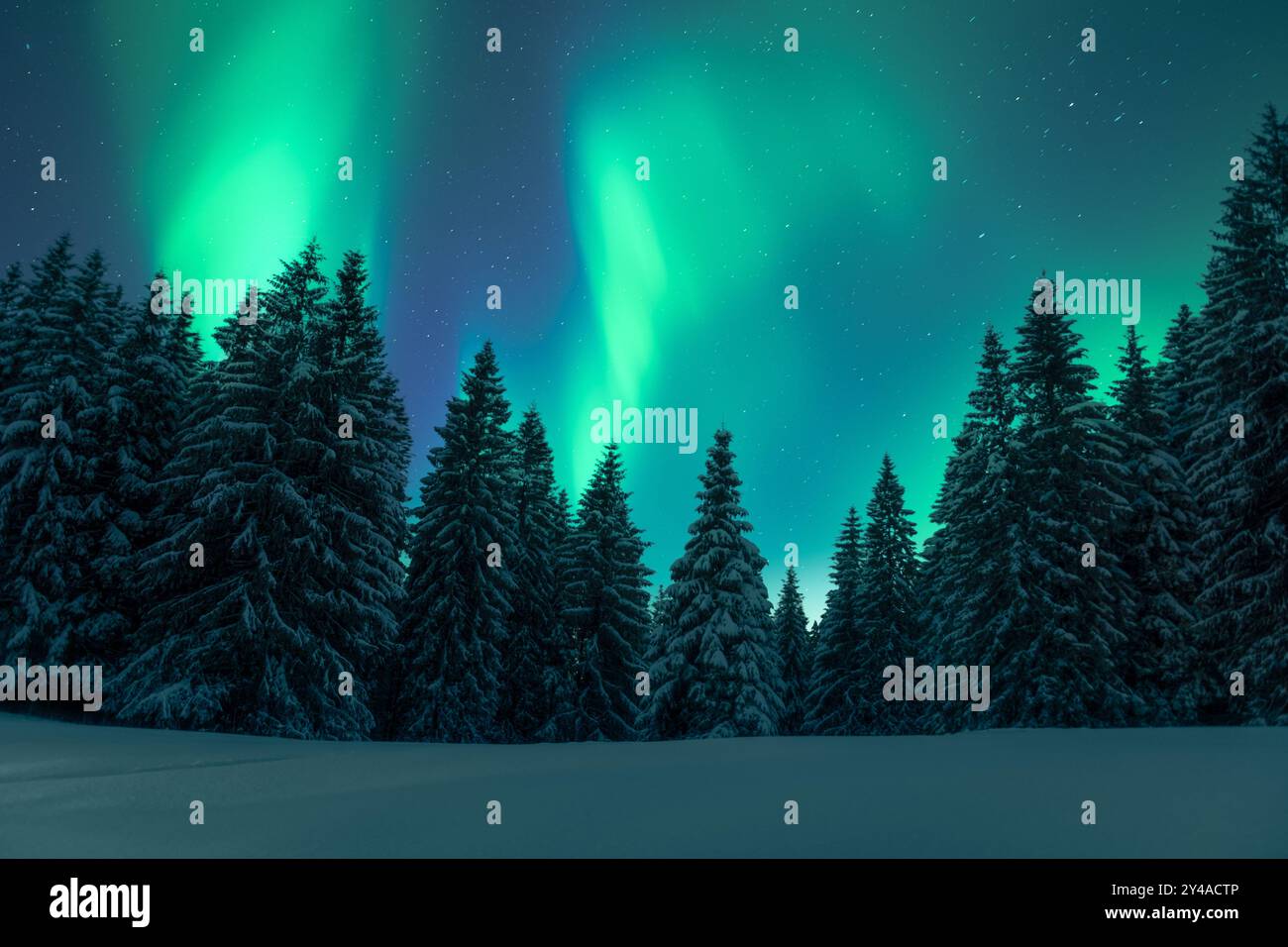 Aurora borealis. Northern lights in winter forest. Sky with polar ...
