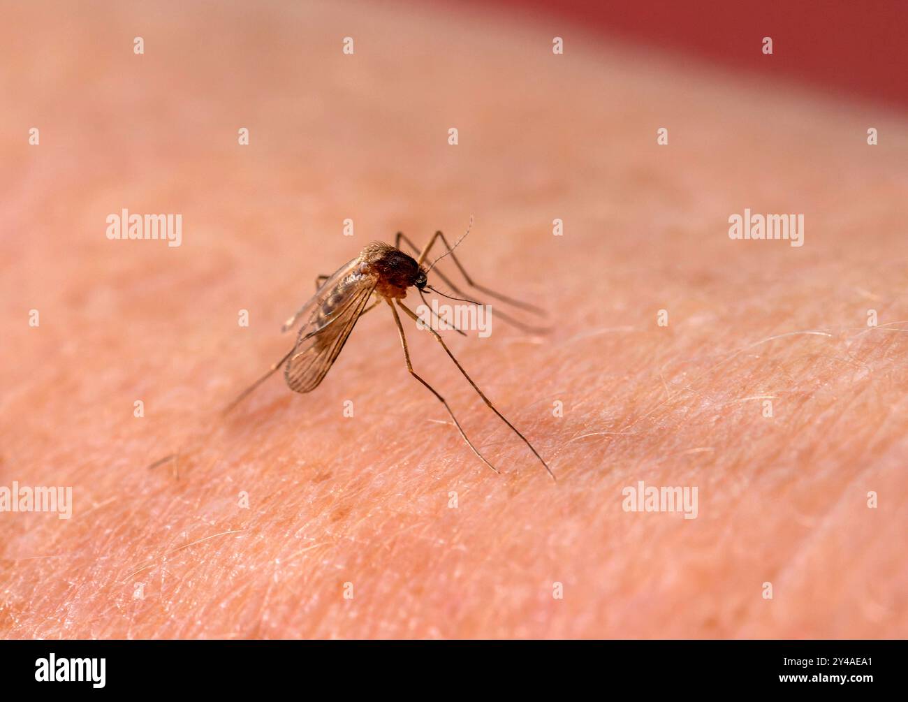 17.09.2024, Stechmücke Culicidae sucht sich auf der menschlichen Haut ...