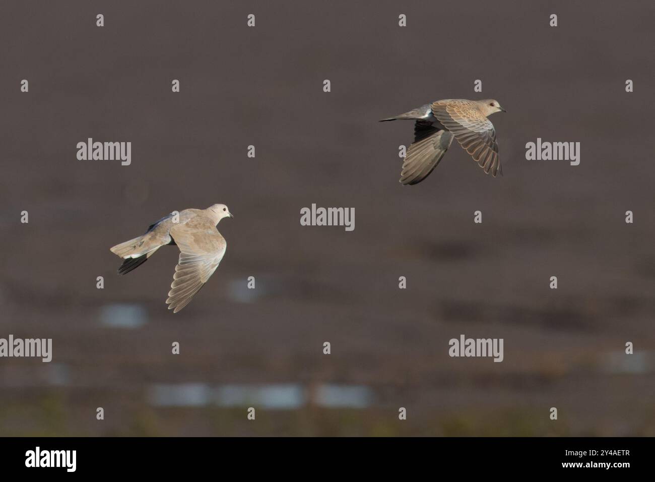 Turtle Dove (Streptopelia turtur) juvenile & Eurasian Collared Dove ...