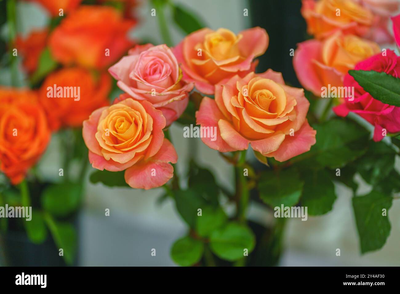 Marple project hi-res stock photography and images - Alamy
