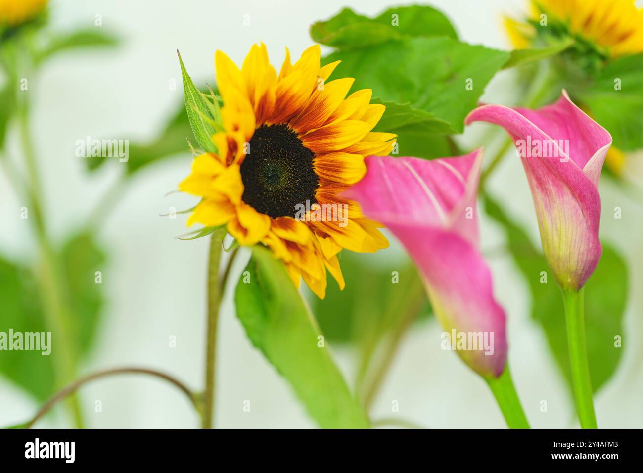 The Flower House, Marple Stock Photo - Alamy