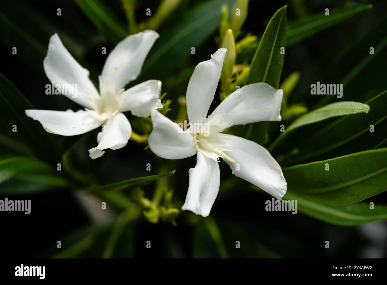 The toxic garden plant nerium Oleander apocynaceae Stock Photo - Alamy