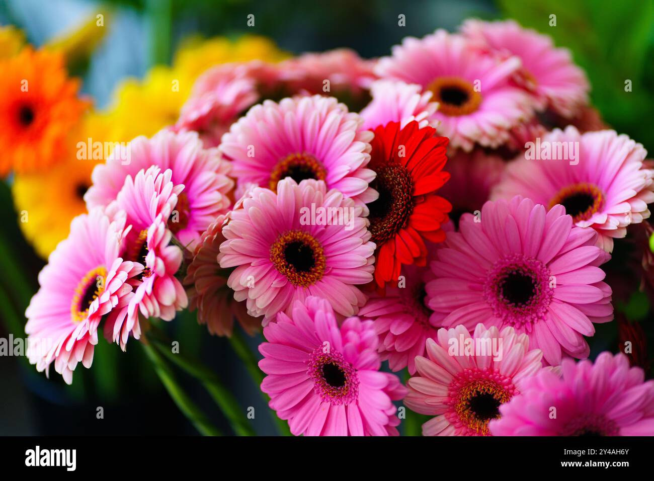 Zoe flower house hi-res stock photography and images - Alamy