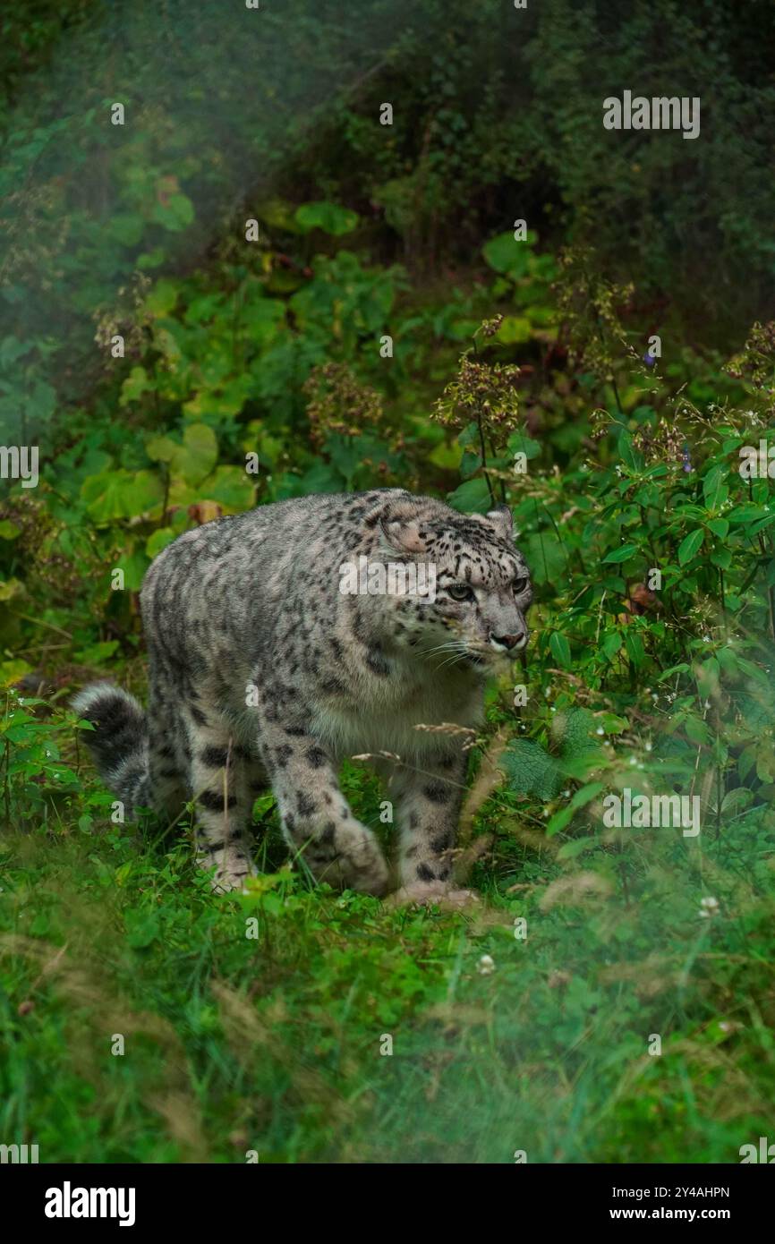 Lovely the Tiger in Naltar Valley, Pakistan Stock Photo - Alamy