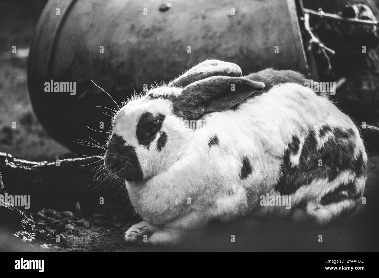 European rabbit common bunny Black and White Stock Photos & Images - Alamy