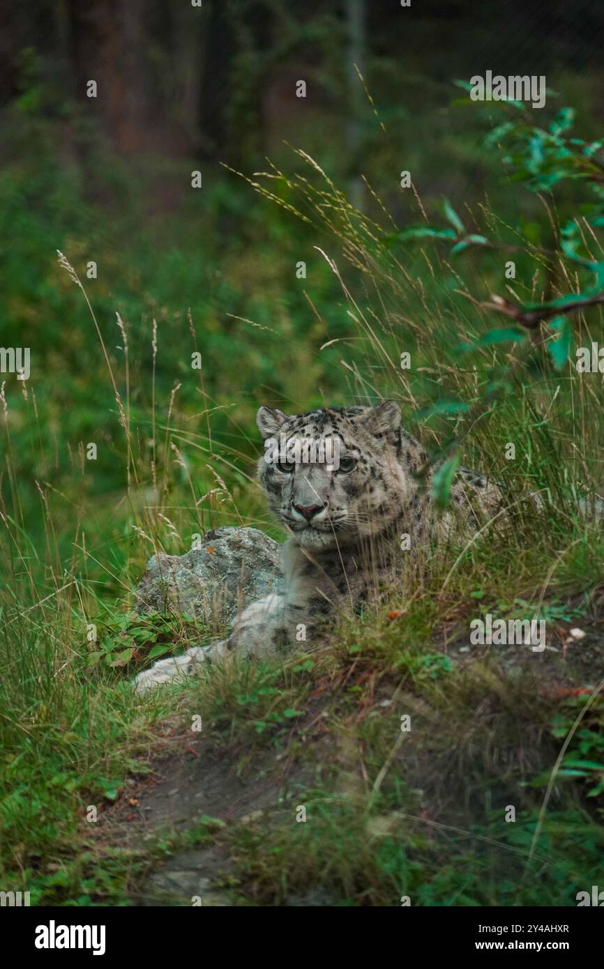 Lovely the Tiger in Naltar Valley, Pakistan Stock Photo - Alamy