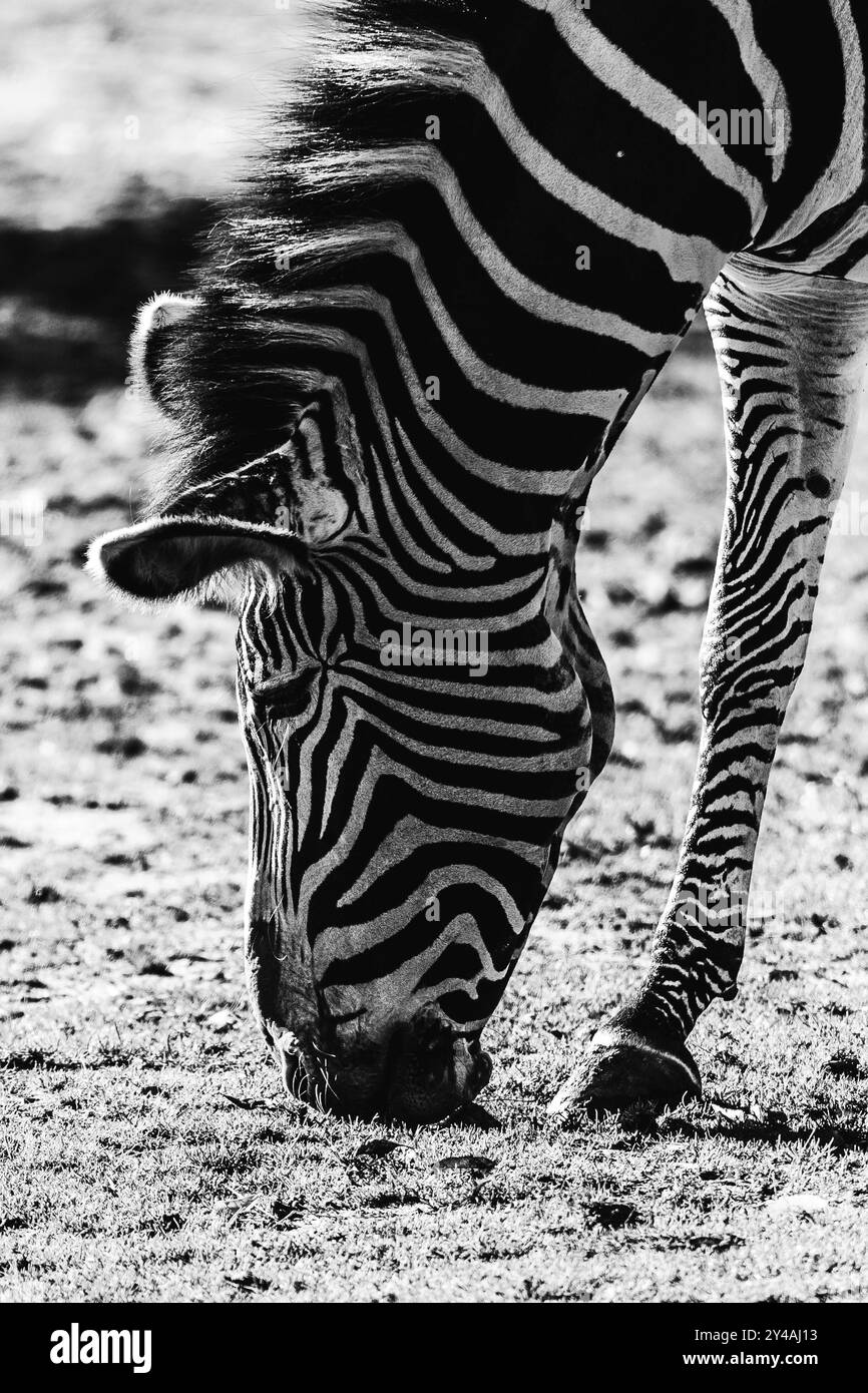 Portrait of adult eating grass Black and White Stock Photos & Images ...