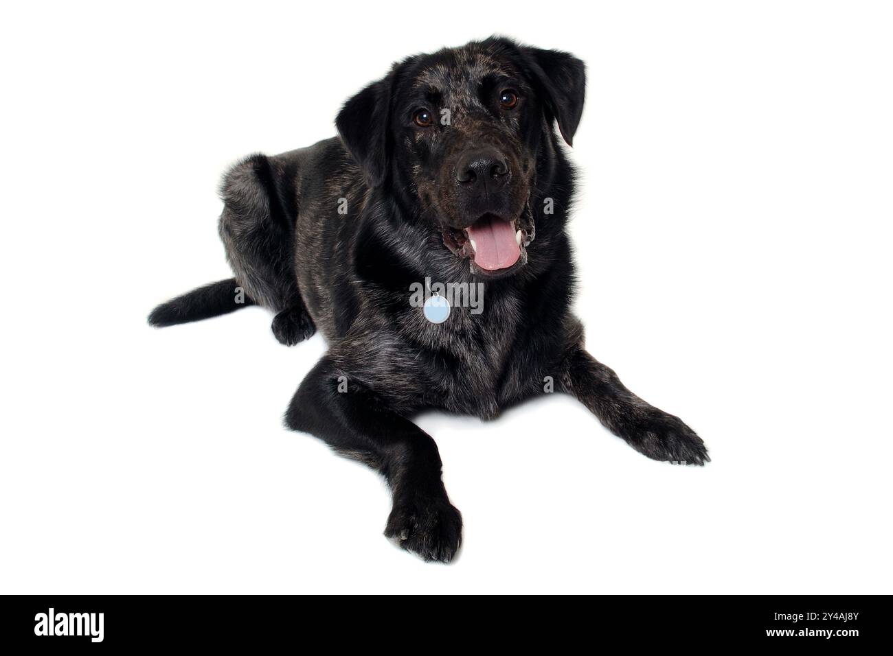 Happy dog Cut Out Stock Images & Pictures - Alamy