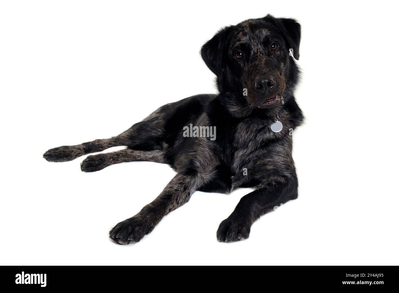 Happy dog isolated on a white background Stock Photo - Alamy