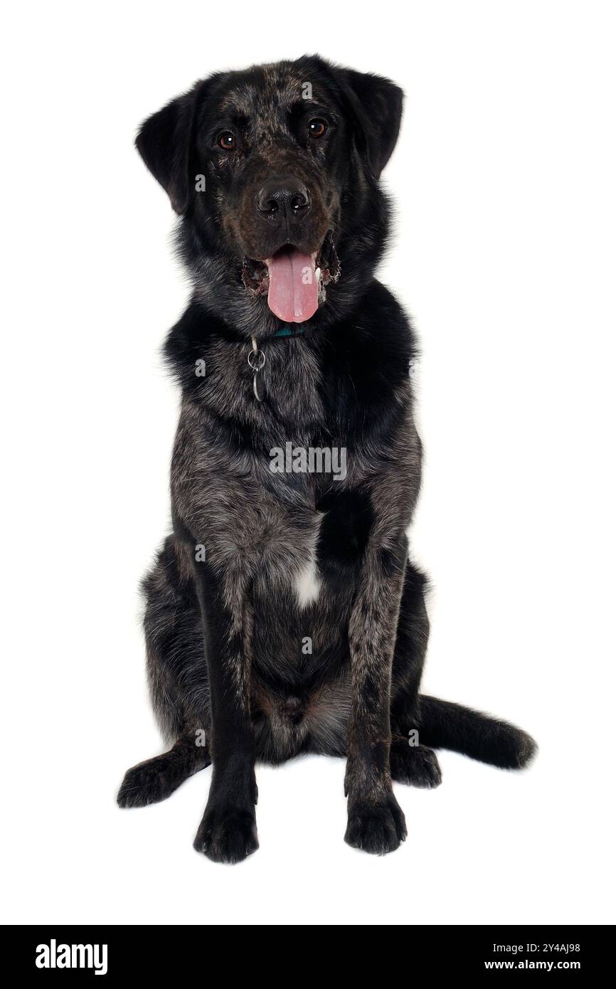 Happy dog isolated on a white background Stock Photo - Alamy