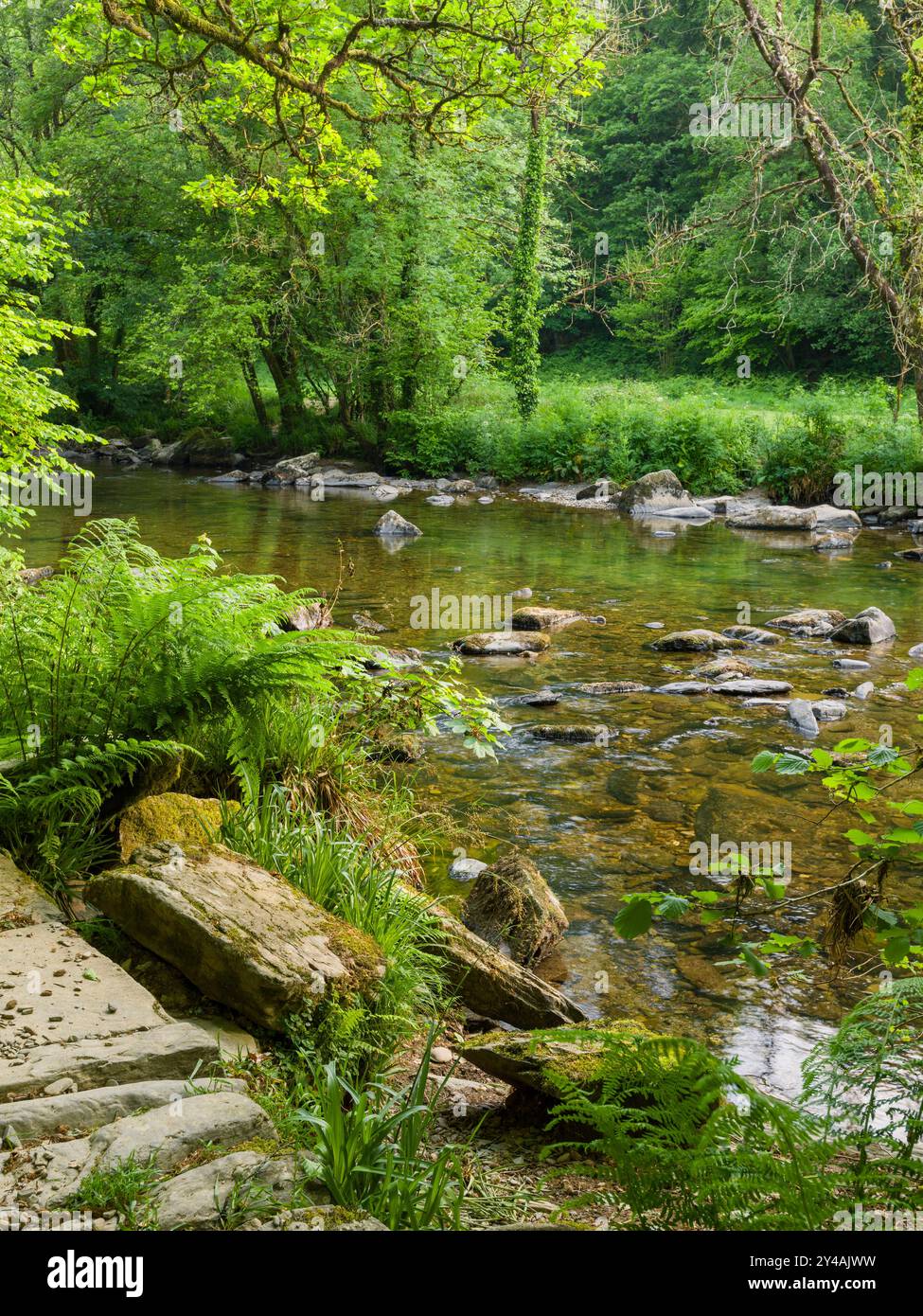 The River Barle in the Tarr Steps Woodland National Nature Reserve ...