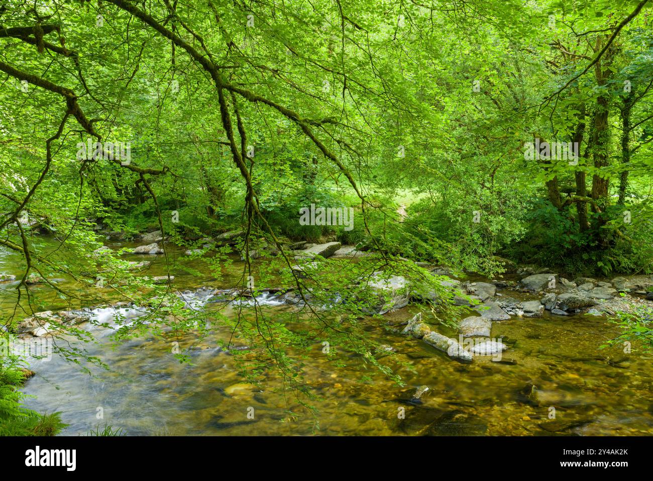 Common beech (Fagus sylvatica) tree overhanging the River Barle in the ...
