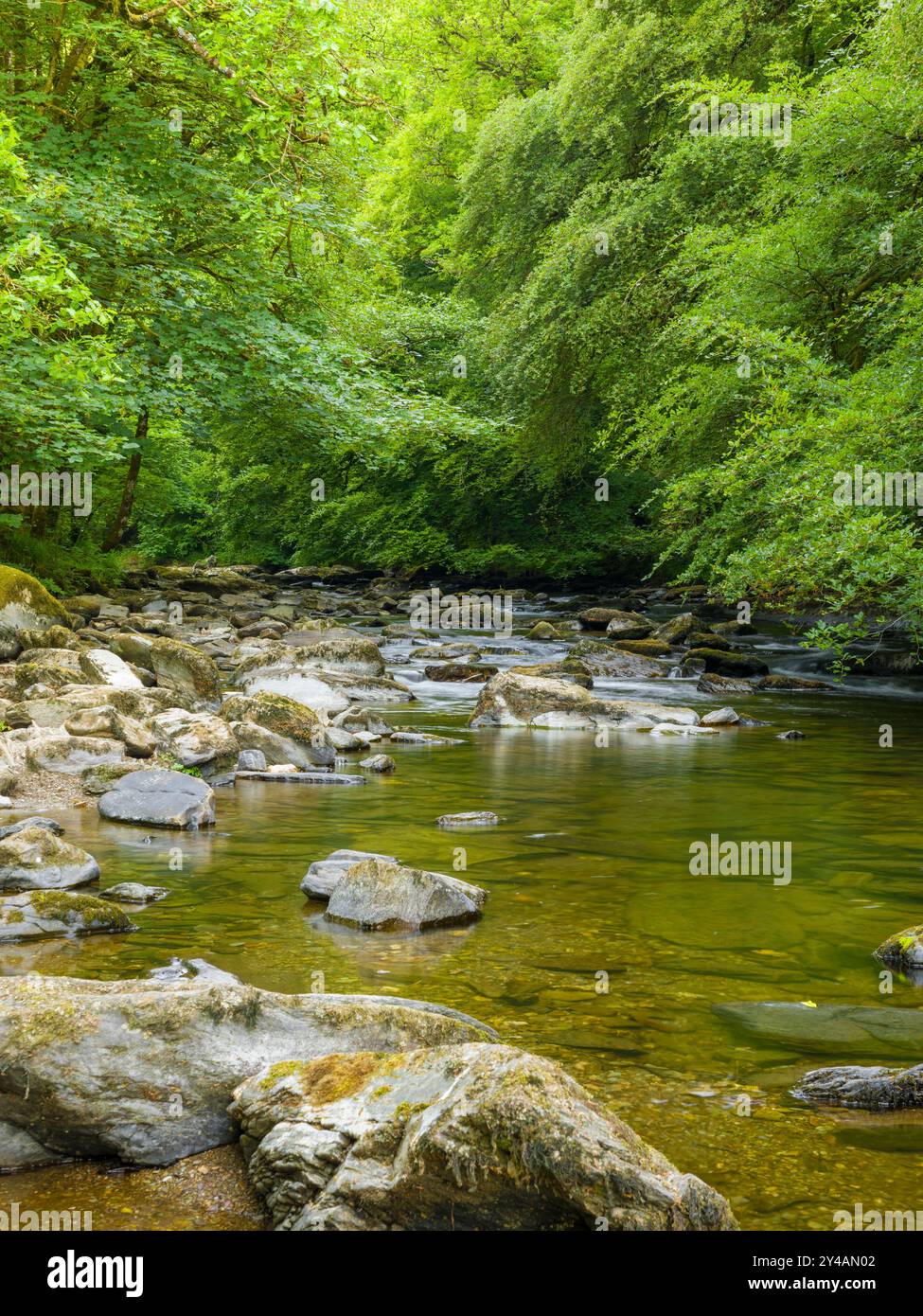 The River Barle in summer in the Tarr Steps Woodland National Nature ...