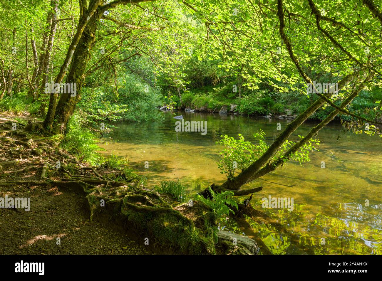 The River Barle at Westwater Copse, Exmoor National Park, Somerset ...