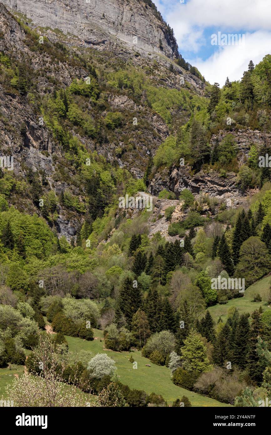 Lush green forest rocky cliffs hi-res stock photography and images - Alamy