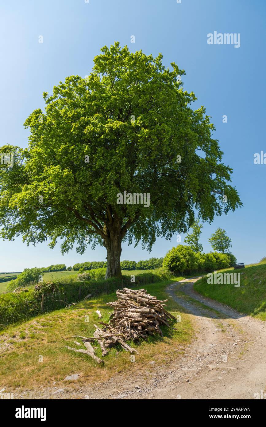 The Exe Valley Way bridlepath at Parsonage Farm above Tarr Steps ...