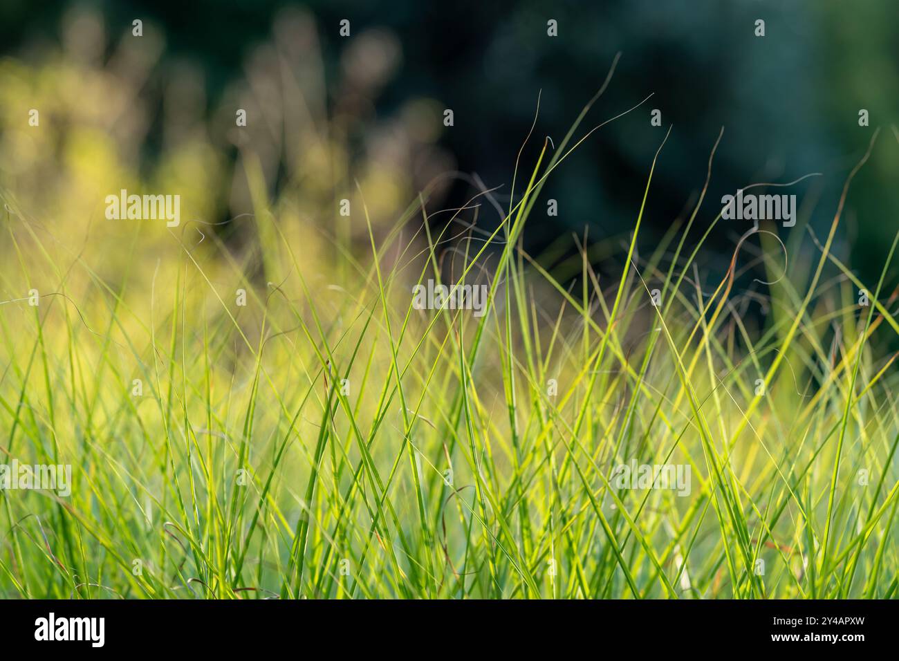 Grass Blade Texture Green Grass Texture Blades Hi Res Stock