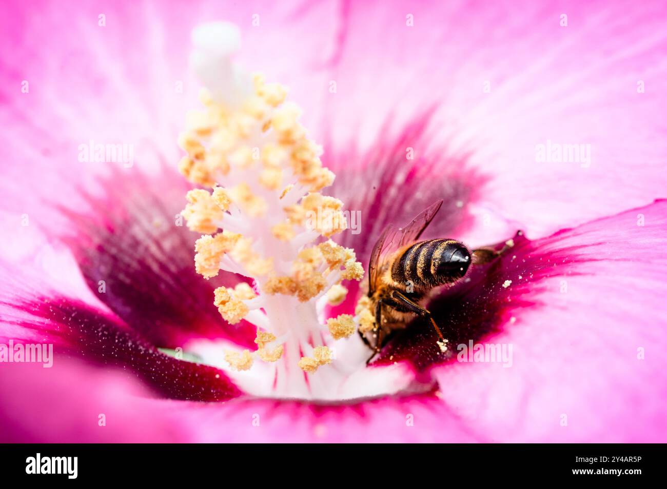 Close up rose of sharon hi-res stock photography and images - Alamy