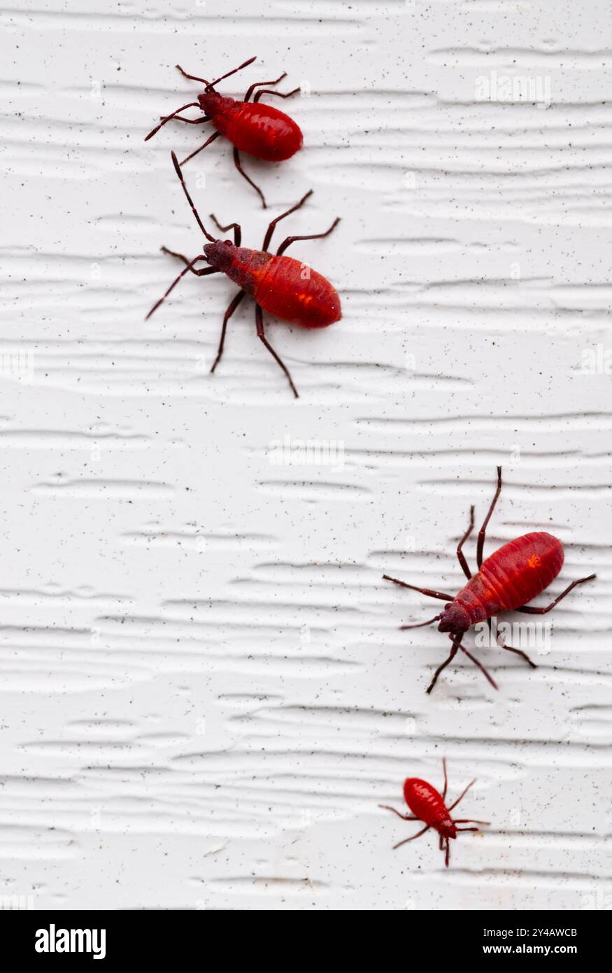 Boxelder bugs hi-res stock photography and images - Alamy