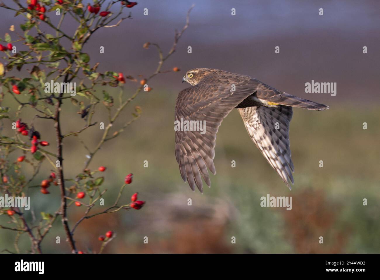 Sparrowhawk (Accipiter nisus) juvenile flying Norfolk September 2024 ...