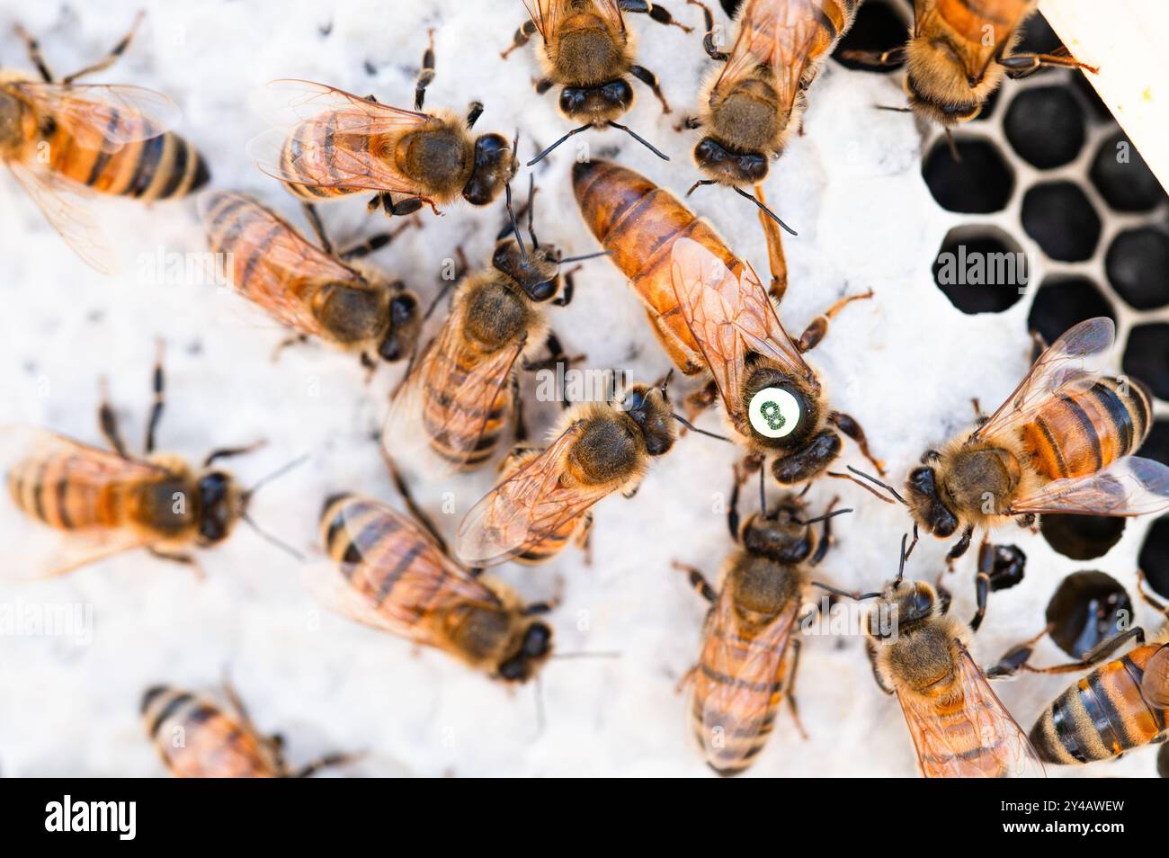 Worker bees and queen hi-res stock photography and images - Alamy