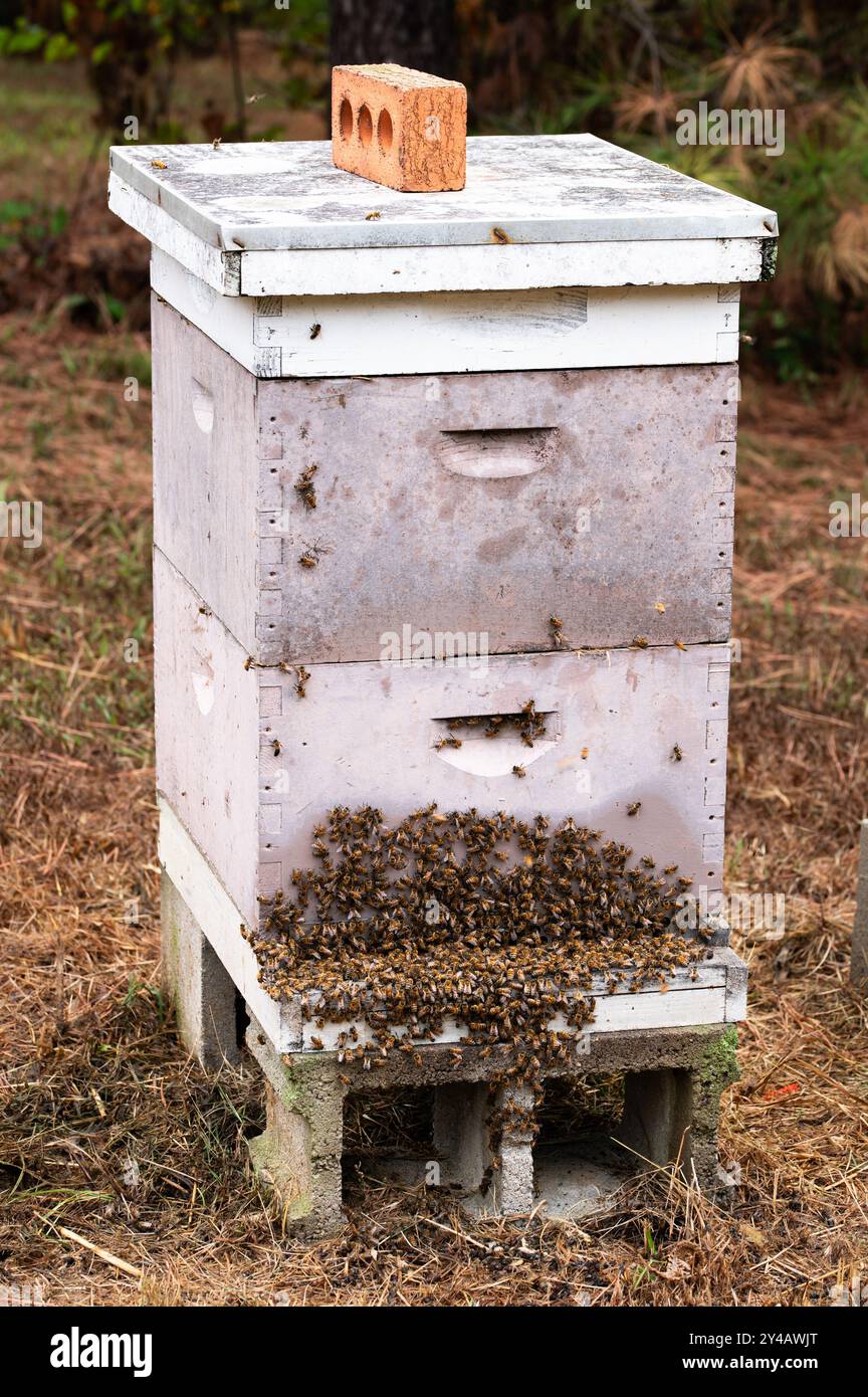 Images Of Bees Bearding