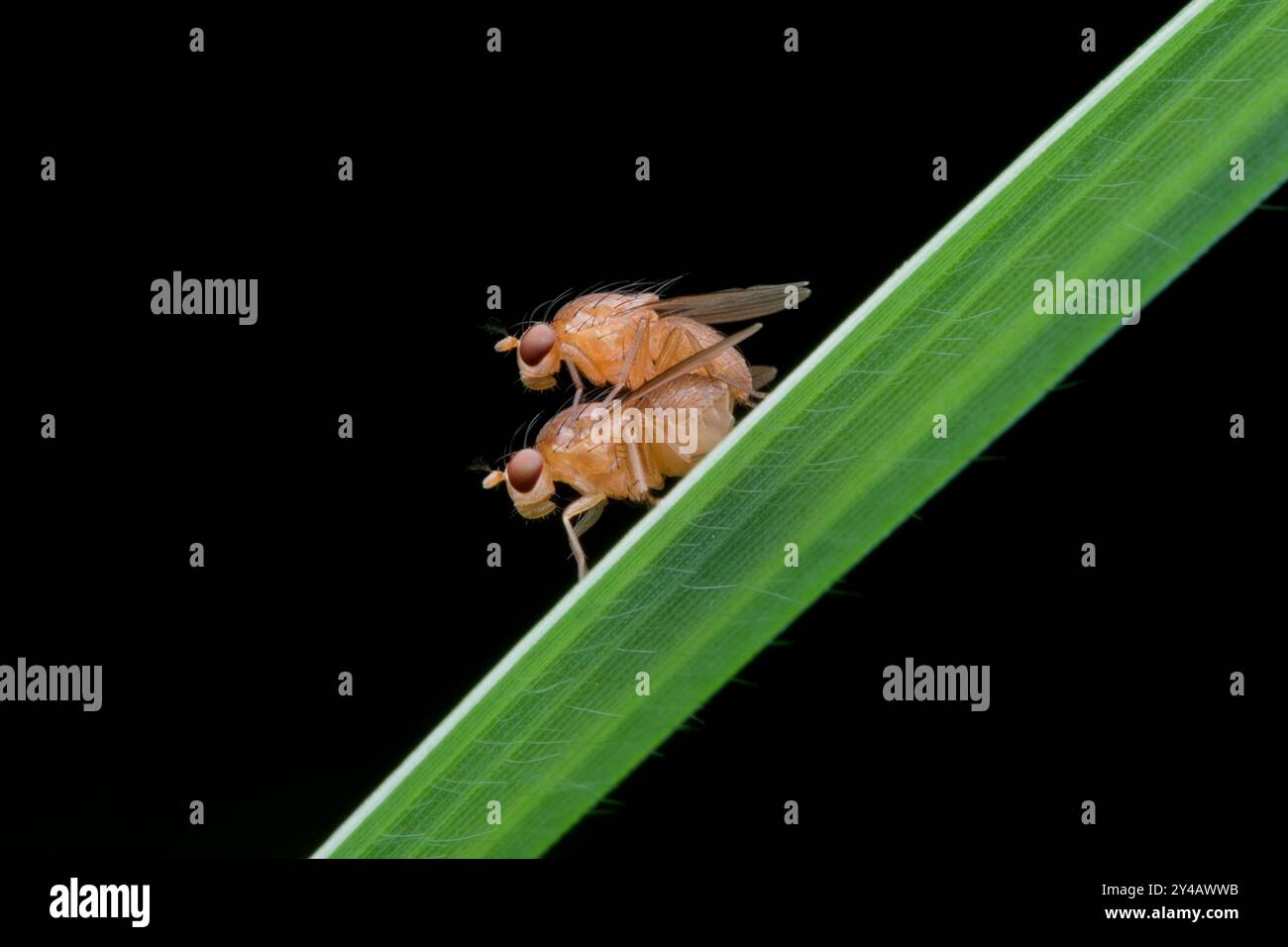 Fruit flies mating on the grass Stock Photo - Alamy