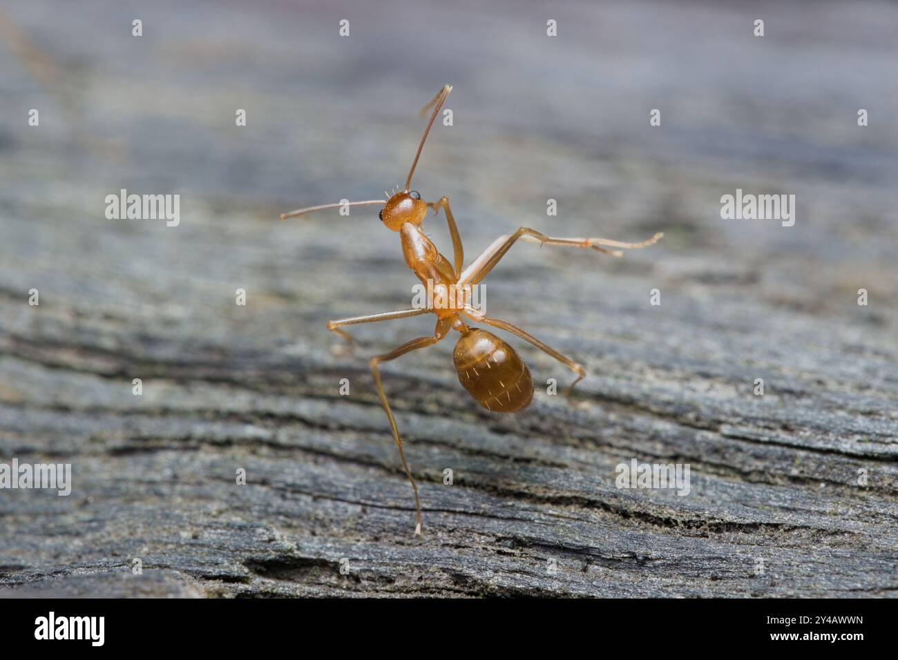 Crazy yellow ant pose like dancing on the wood Stock Photo - Alamy