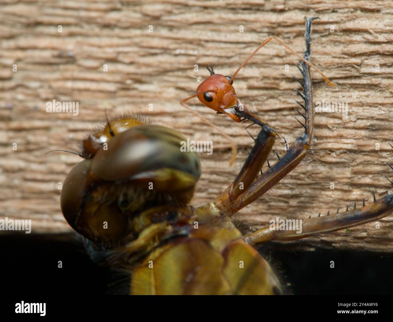 Weaver ant head stuck in dragonfly leg Stock Photo - Alamy