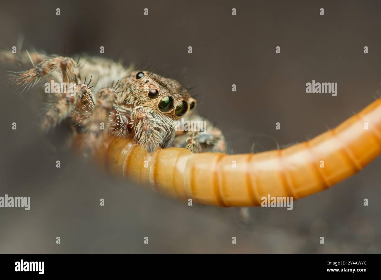 House jumping spider eat super worm on the wood Stock Photo - Alamy