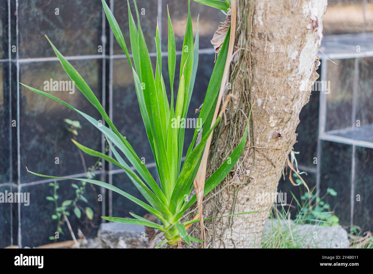 A close-up view of a green plant growing beside a tree trunk, with a ...