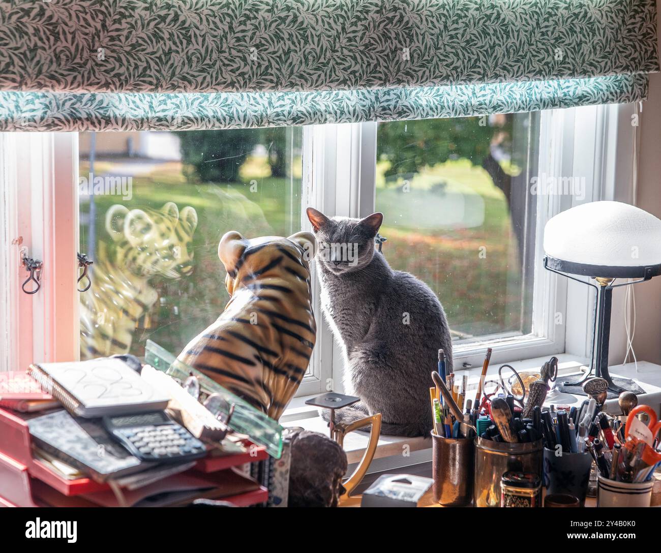 The Russian blue cat Pasha is sitting in the window with her friend ...