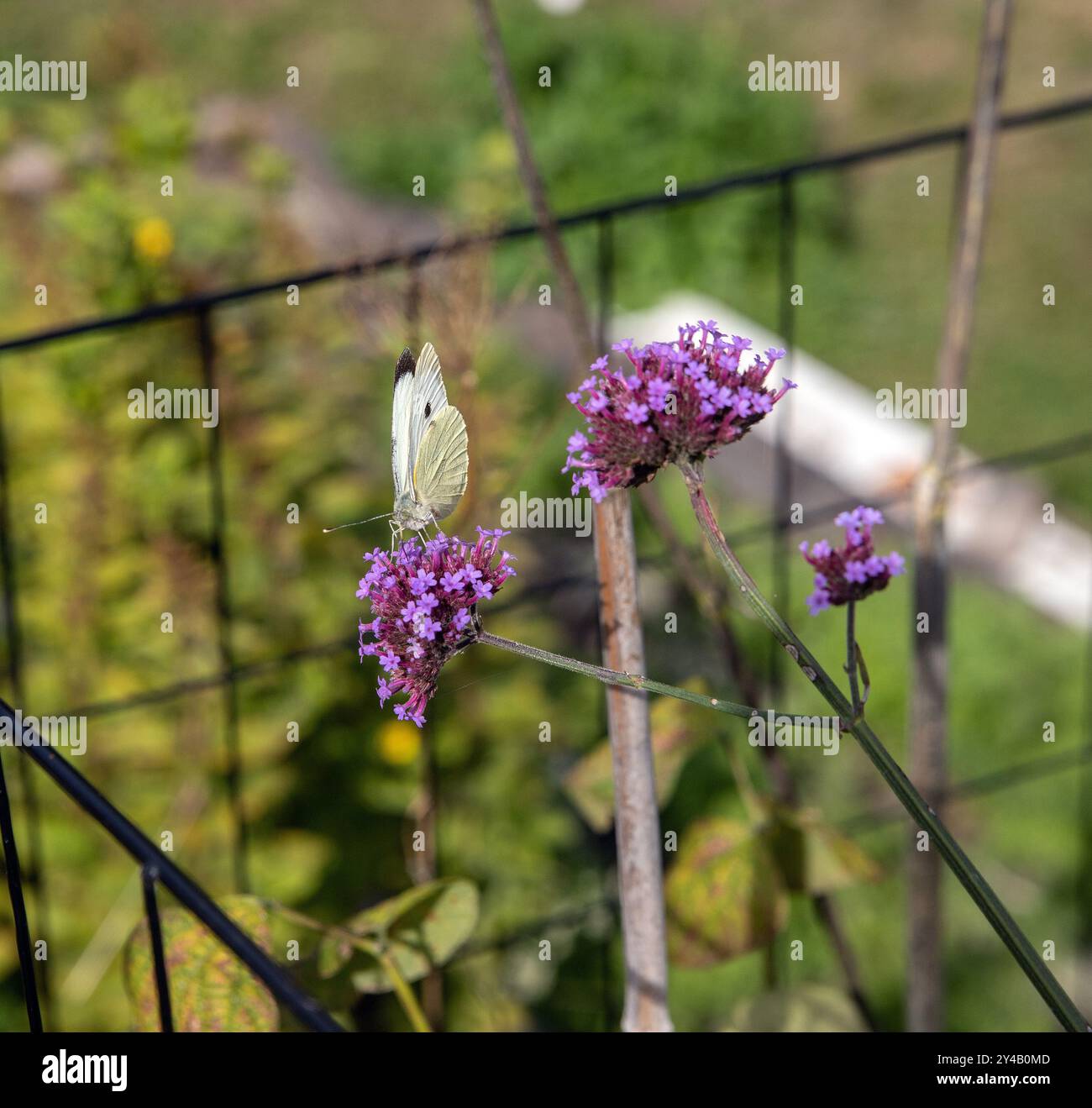 cabbage white butterfly verbena bonariensis feed feeding pollinate ...