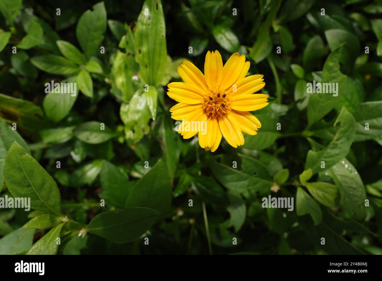 wedelia is a flowering plant in the family of Asteraceae.it is also ...