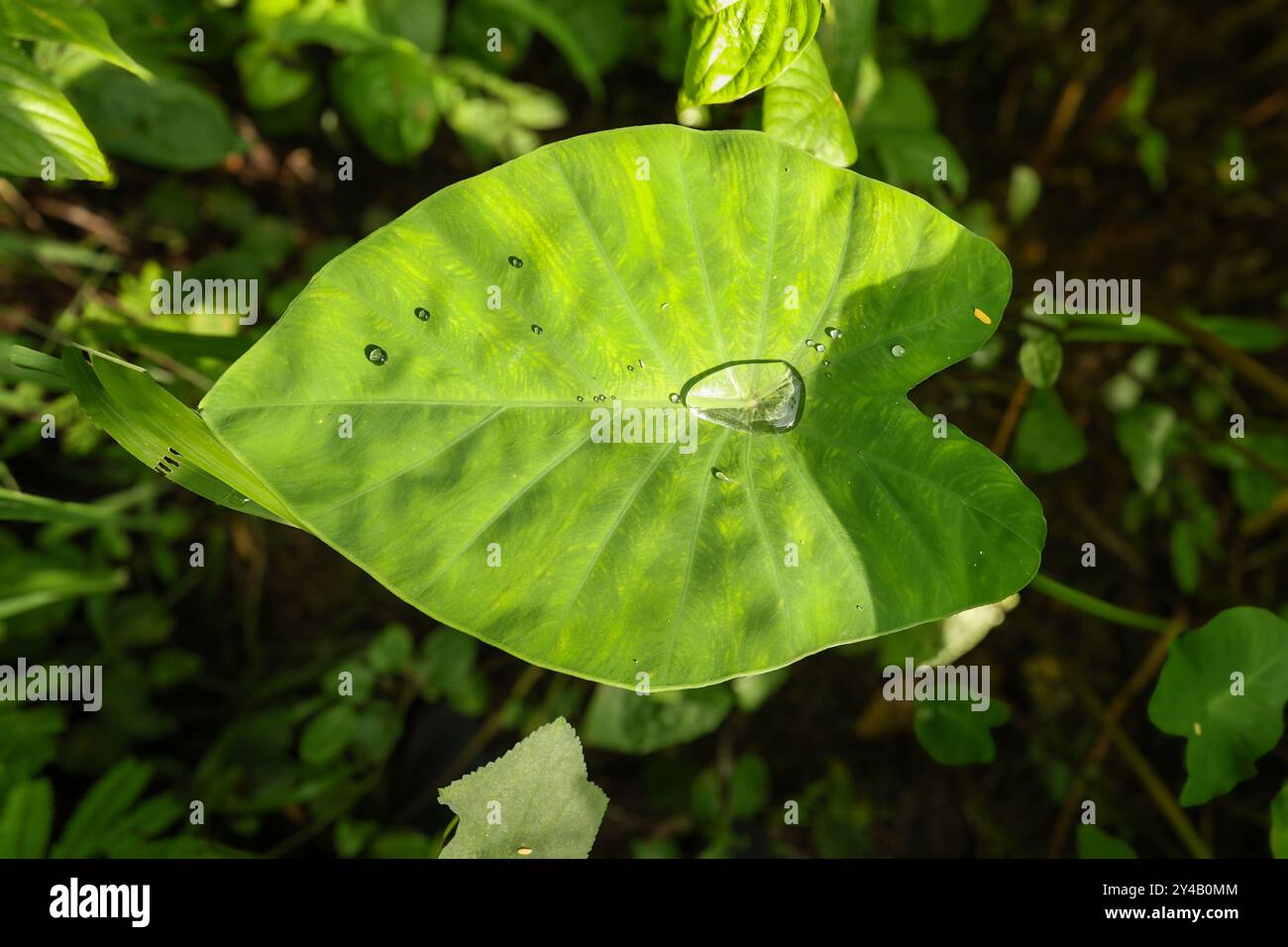 hydrophobic effects on Taro Leaf. The hydrophobic effect is responsible ...