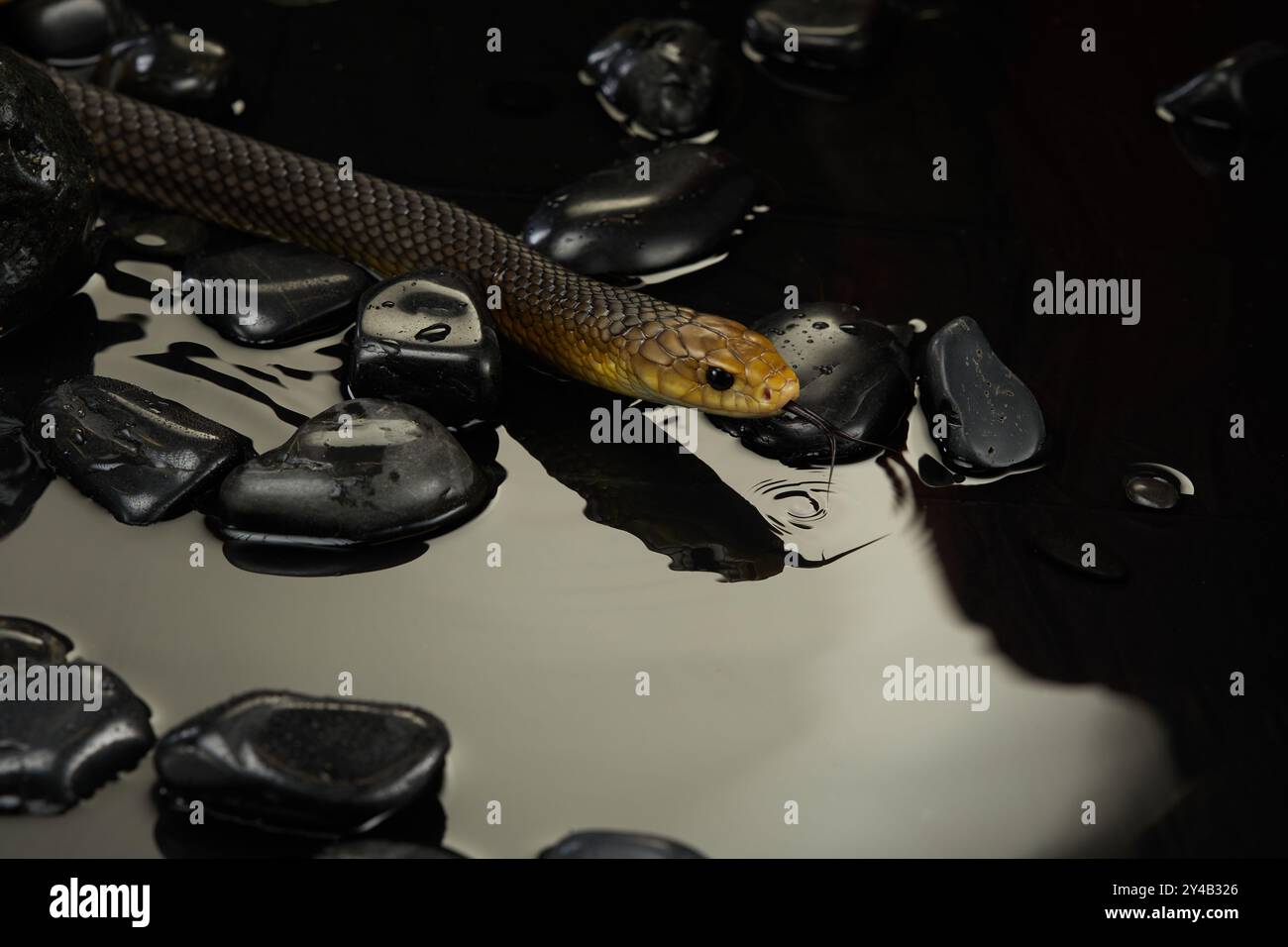 A water snake is partially submerged in a dark pool, its head peeking ...